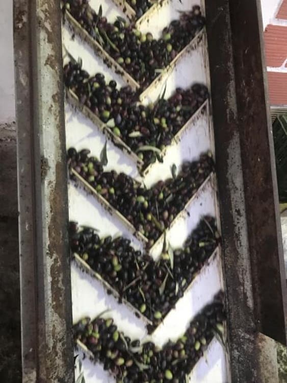 ΕΛΑΙΟΤΡΙΒΕΙΟ ΒΑΣΙΛΙΚΟ ΧΑΛΚΙΔΑ ΕΥΒΟΙΑΣ | ΚΟΝΤΟΥ - Greekcatalog.net