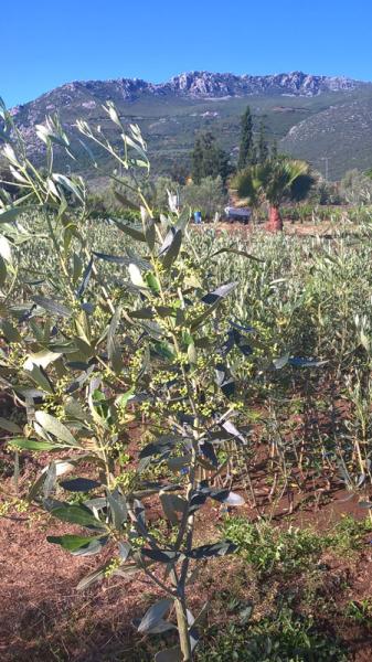 ΦΥΤΩΡΙΑ ΕΛΙΑΣ ΤΡΑΓΑΝΑ ΦΘΙΩΤΙΔΑ | ΝΤΖΑΜΑΡΑΣ ΔΗΜΗΤΡΙΟΣ - Greekcatalog.net