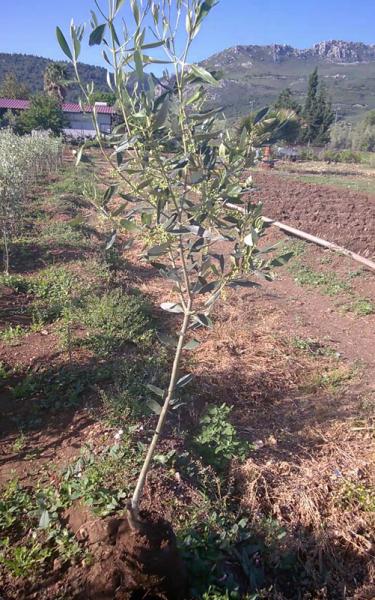 ΦΥΤΩΡΙΑ ΕΛΙΑΣ ΤΡΑΓΑΝΑ ΦΘΙΩΤΙΔΑ | ΝΤΖΑΜΑΡΑΣ ΔΗΜΗΤΡΙΟΣ - Greekcatalog.net