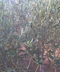 Φυτώρια Ελιάς - Greekcatalog.net